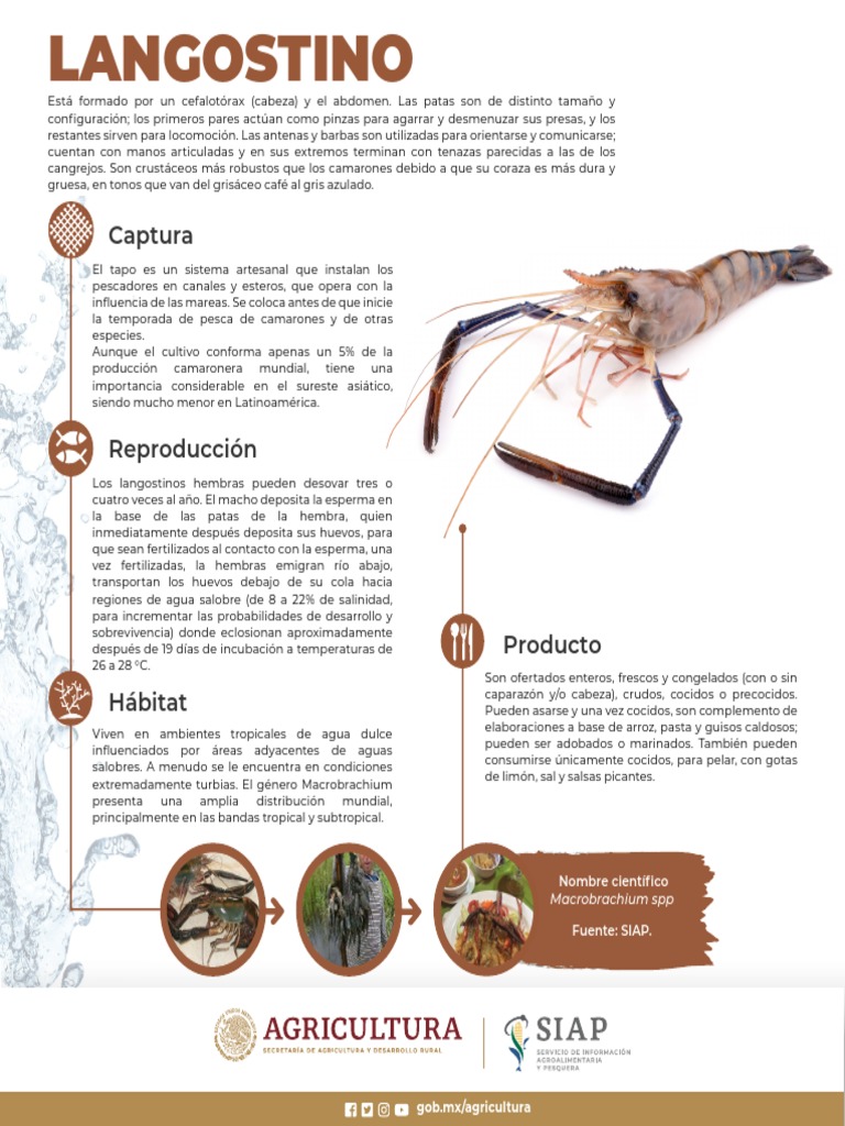 Langostinos: Reproducción y Hábitat | PDF | Hogar, jardinería y ...