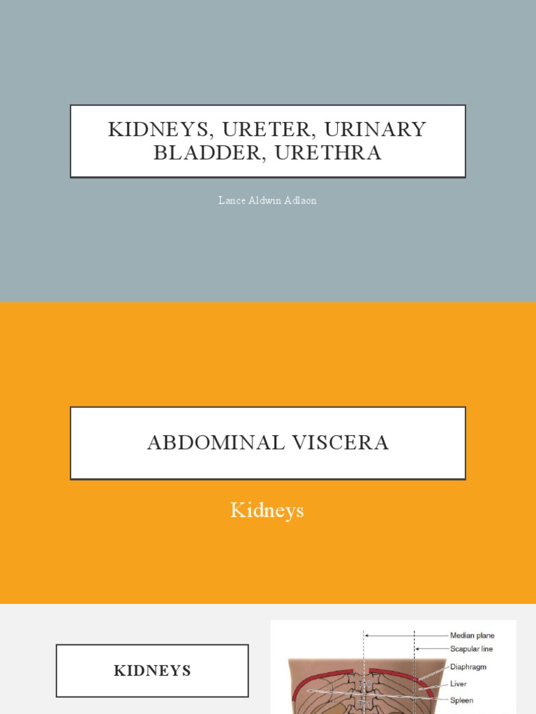 Kidneys, Ureter, Urinary Bladder, Urethra | PDF