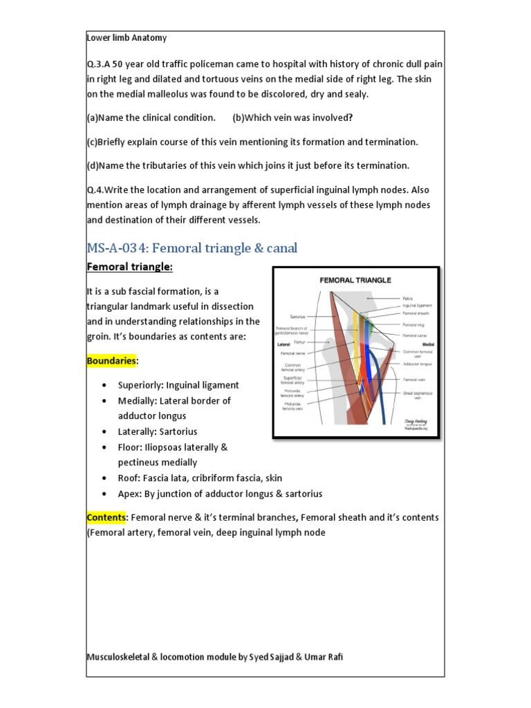 Lower Limb Musculoskeletal Module | PDF Lower Limb Musculoskeletal Module | PDF