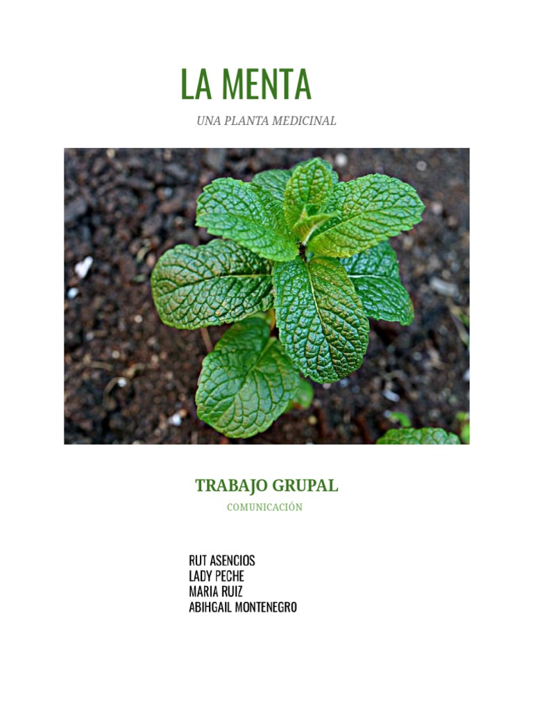 La Menta | PDF | Mentha | Vitamina