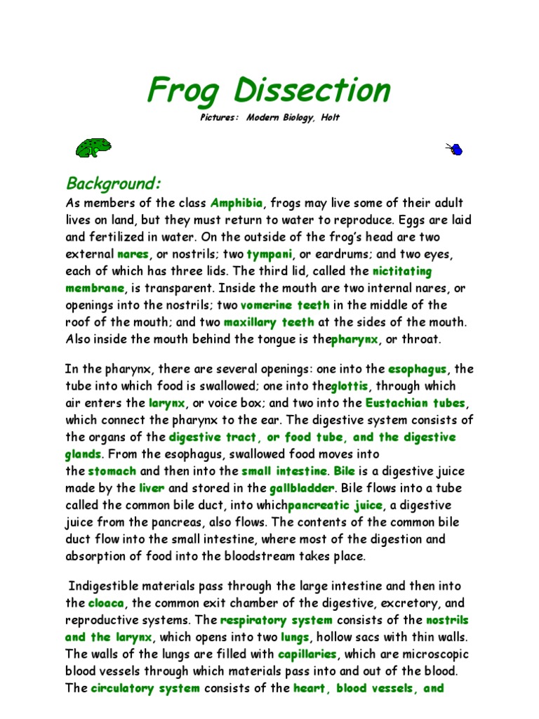 Frog Dissection | PDF | Human Digestive System | Gastrointestinal Tract