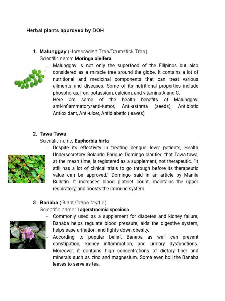 Herbal Plants - Assignment | PDF