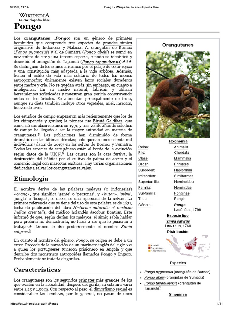 Pongo - Wikipedia, La Enciclopedia Libre | PDF | Orangután | Mono