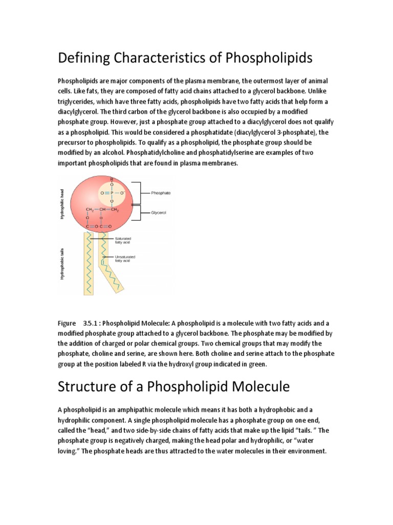 Characteristics and Functions of Phospholipids | PDF | Phospholipid ...