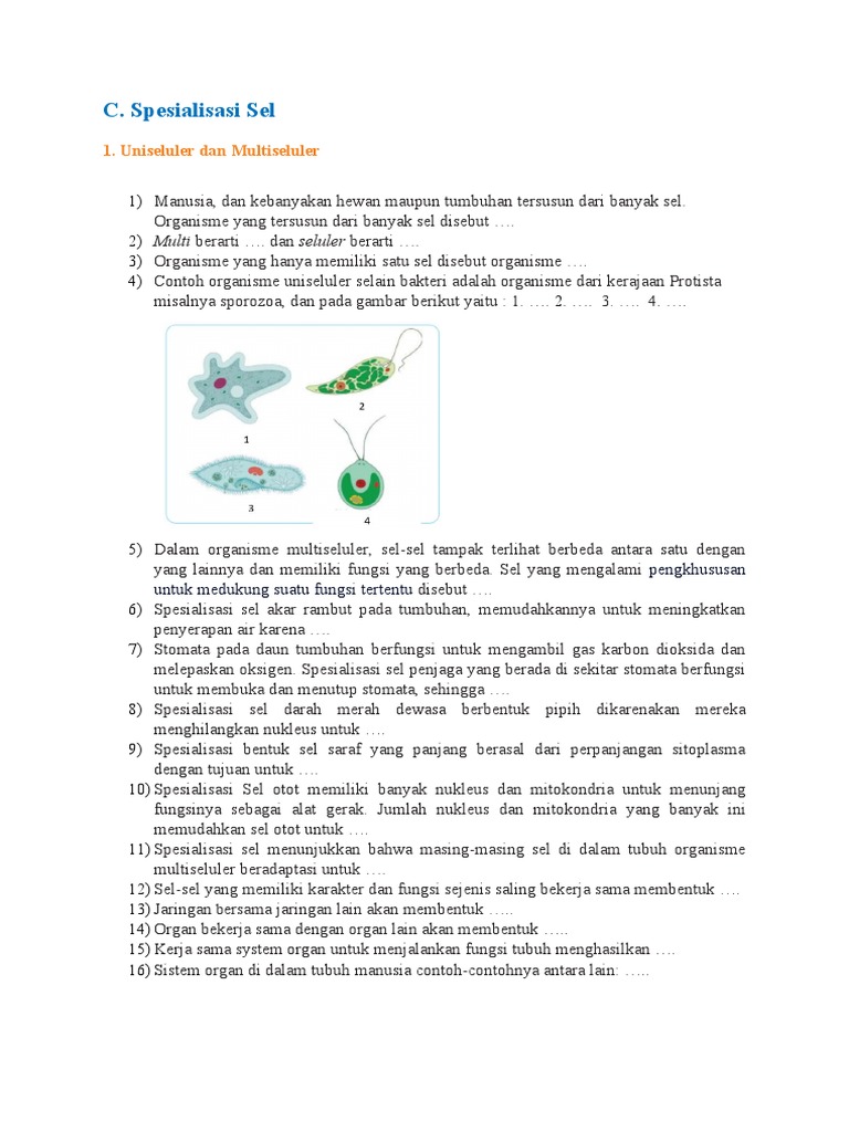 Soal Diskusi C. Spesialisasi Sel | PDF