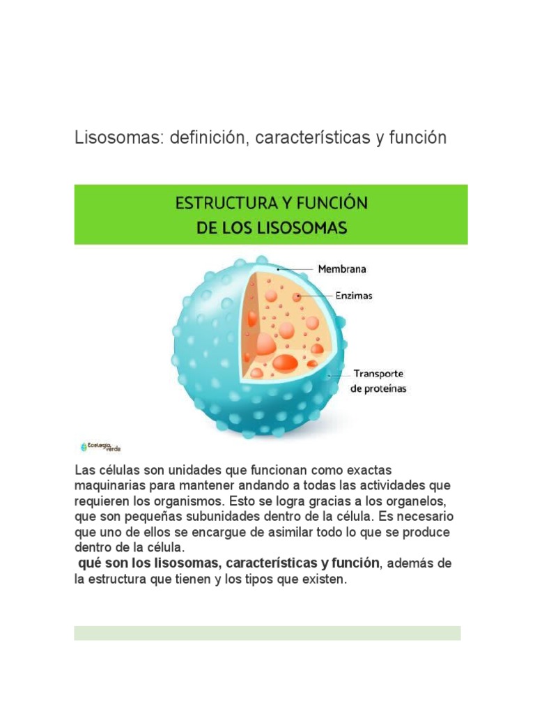 Lisosomas | PDF | Lisosoma | Biología Celular)