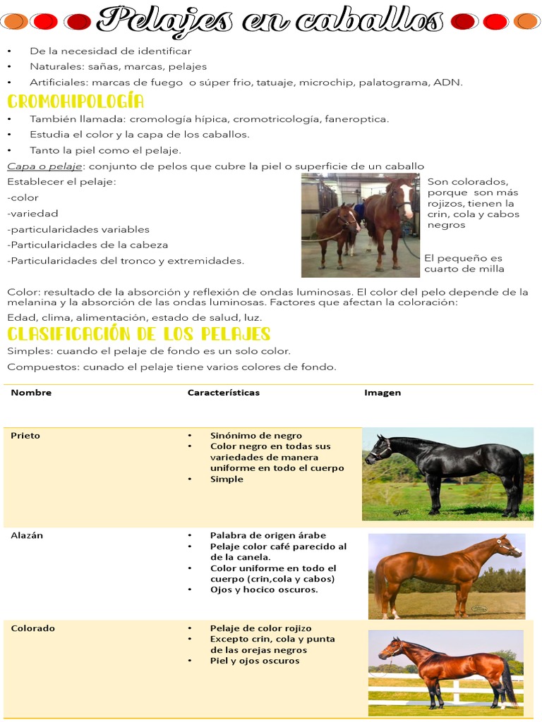 Pelaje en Caballos | PDF | Piel | Color