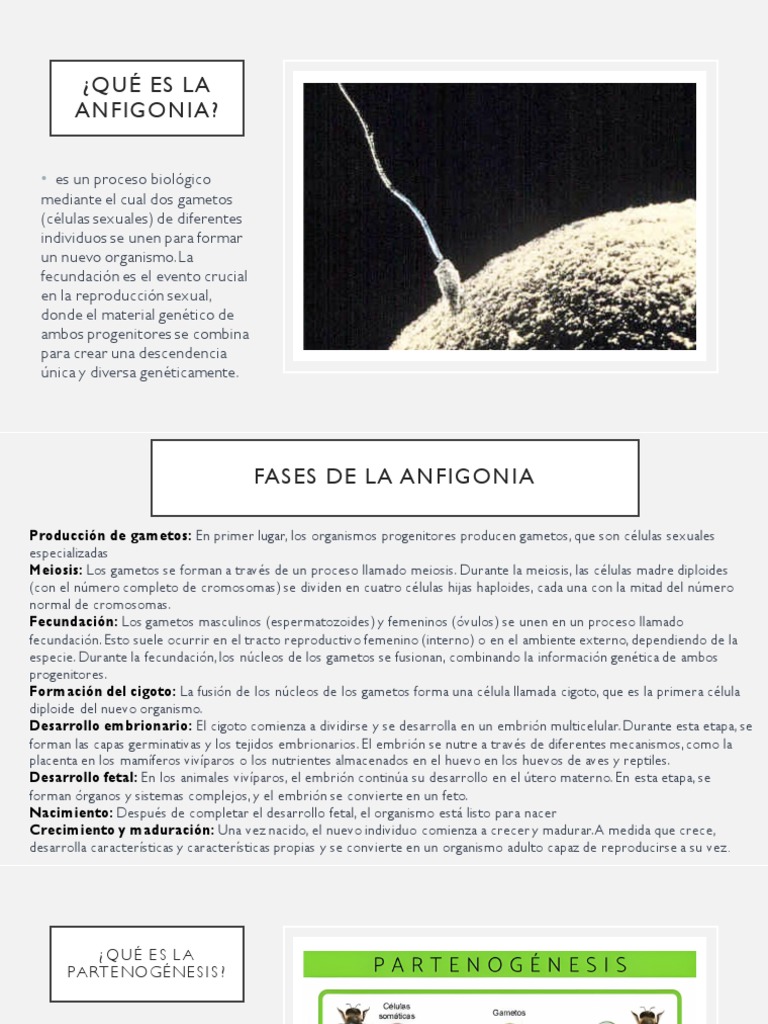 Proceso de Anfigonia y Gametos | PDF | Embrión | Sexo