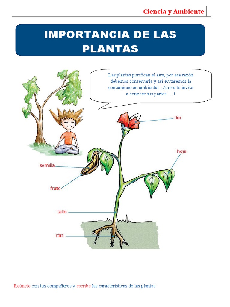 Importancia-de-las-Plantas- | PDF