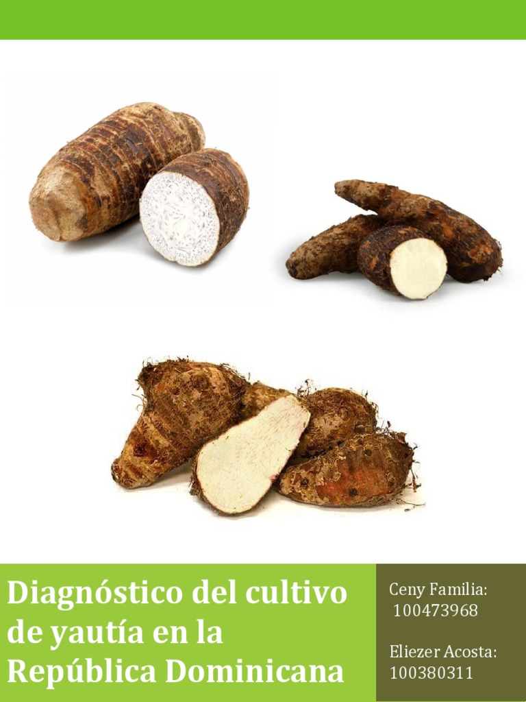 Diagnóstico Del Cultivo de La Yautía en La República Dominicana | PDF