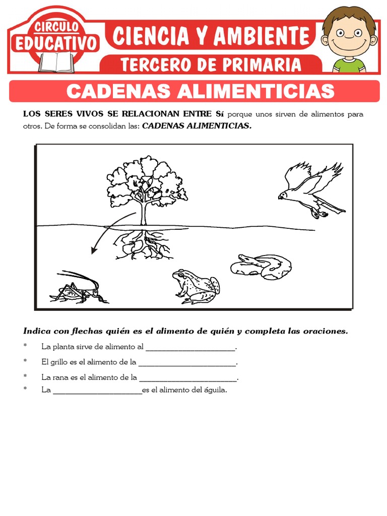 Cadenas Alimenticias y Ecosistemas | PDF | Ciencia y matemáticas