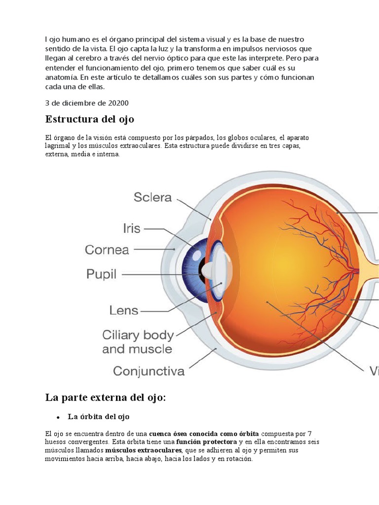 L Ojo Humano Es El Órgano Principal Del Sistema Visual y Es La Base de ...