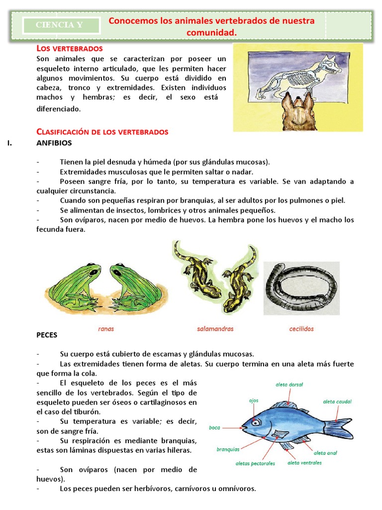D2 A3 FICHA CT. Conocemos Los Animales Vertebrados de Nuestra Comunidad ...