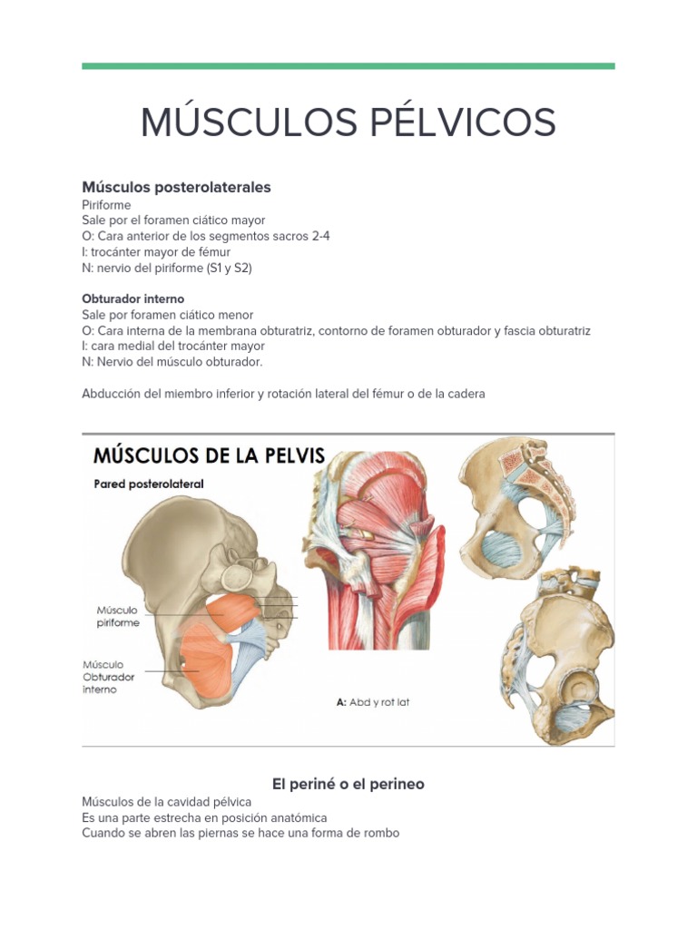 Músculos y Fascia Pélvica | Descargar gratis PDF | Pelvis | Anatomía humana