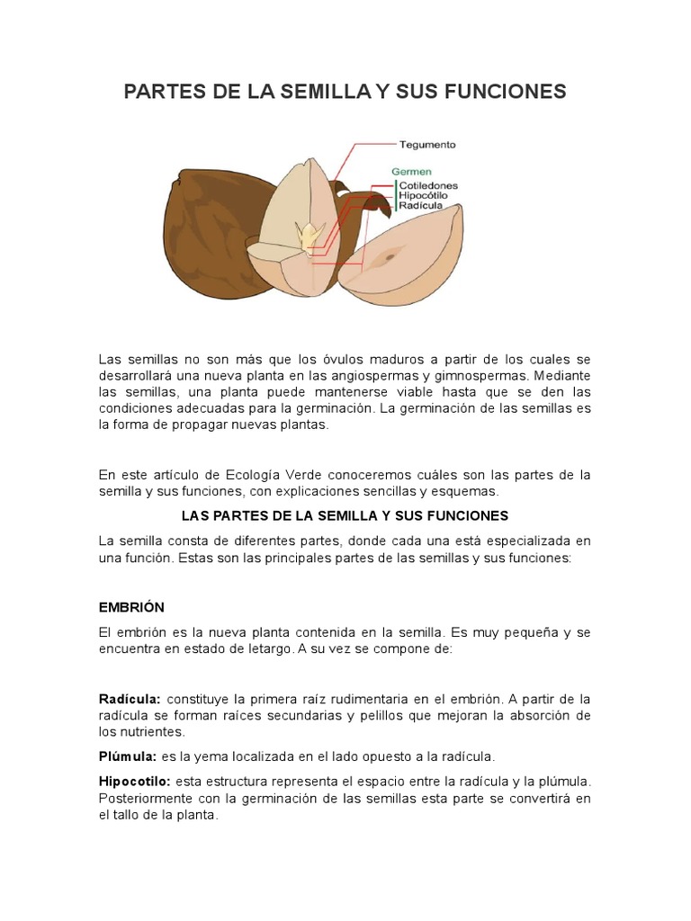 Partes de La Semilla y Sus Funciones | PDF