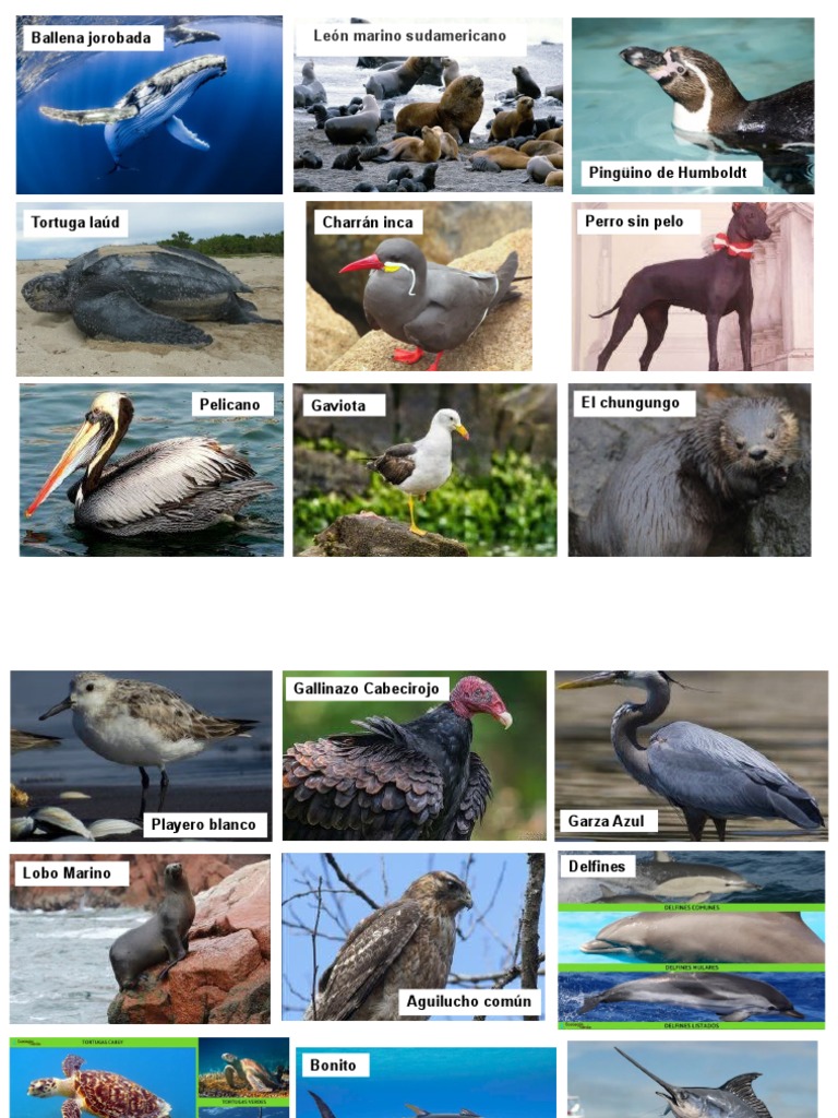 Animales de La Costa | PDF