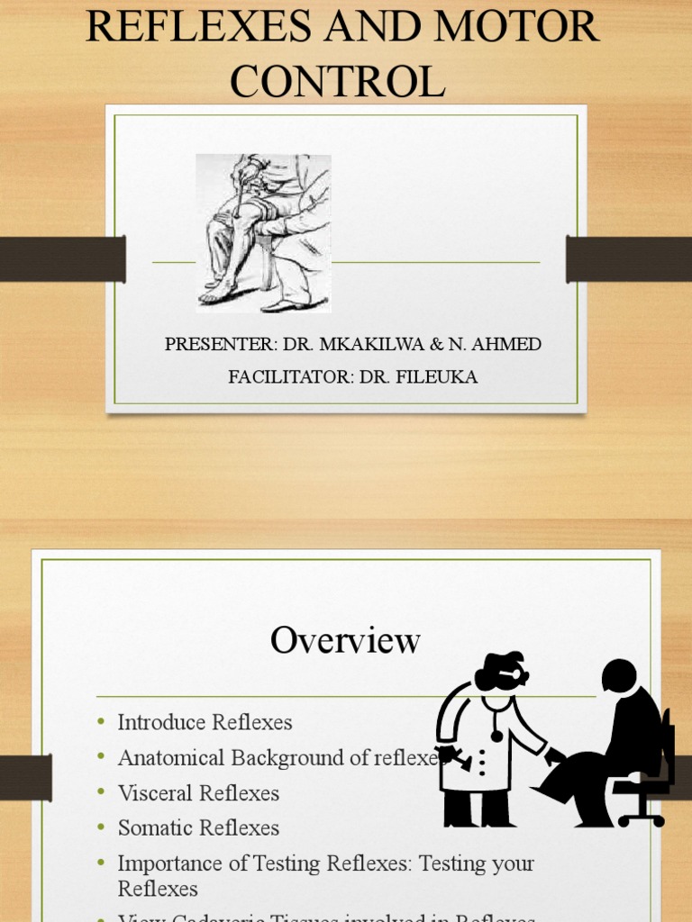 Reflexes | PDF | Motor Neuron | Neuron