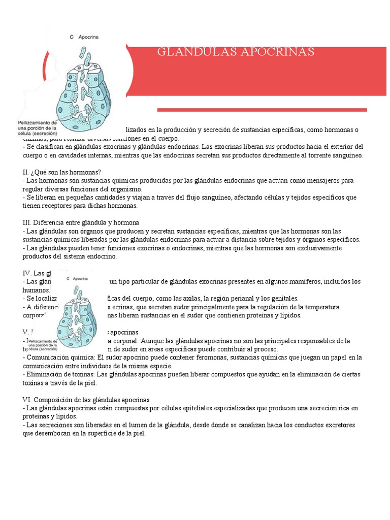 Glándulas Apocrinas: Función y Cuidado | PDF | Ciencia y matemáticas ...