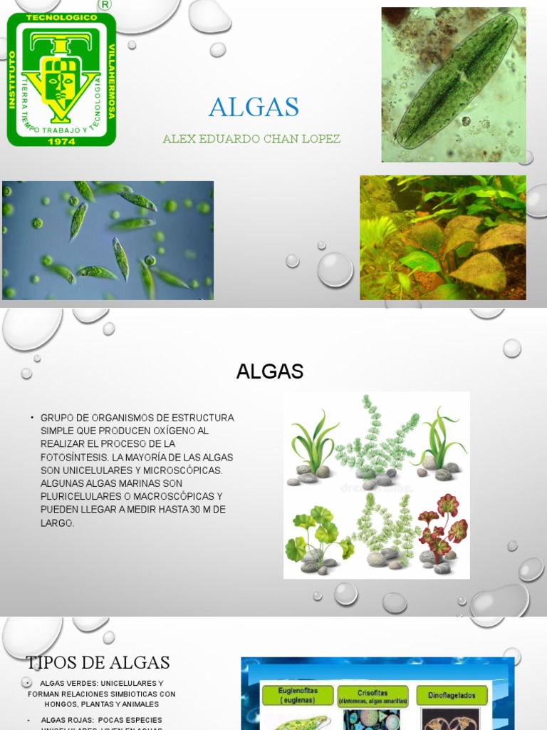 4.2 Algas | PDF | Algas | Plantas