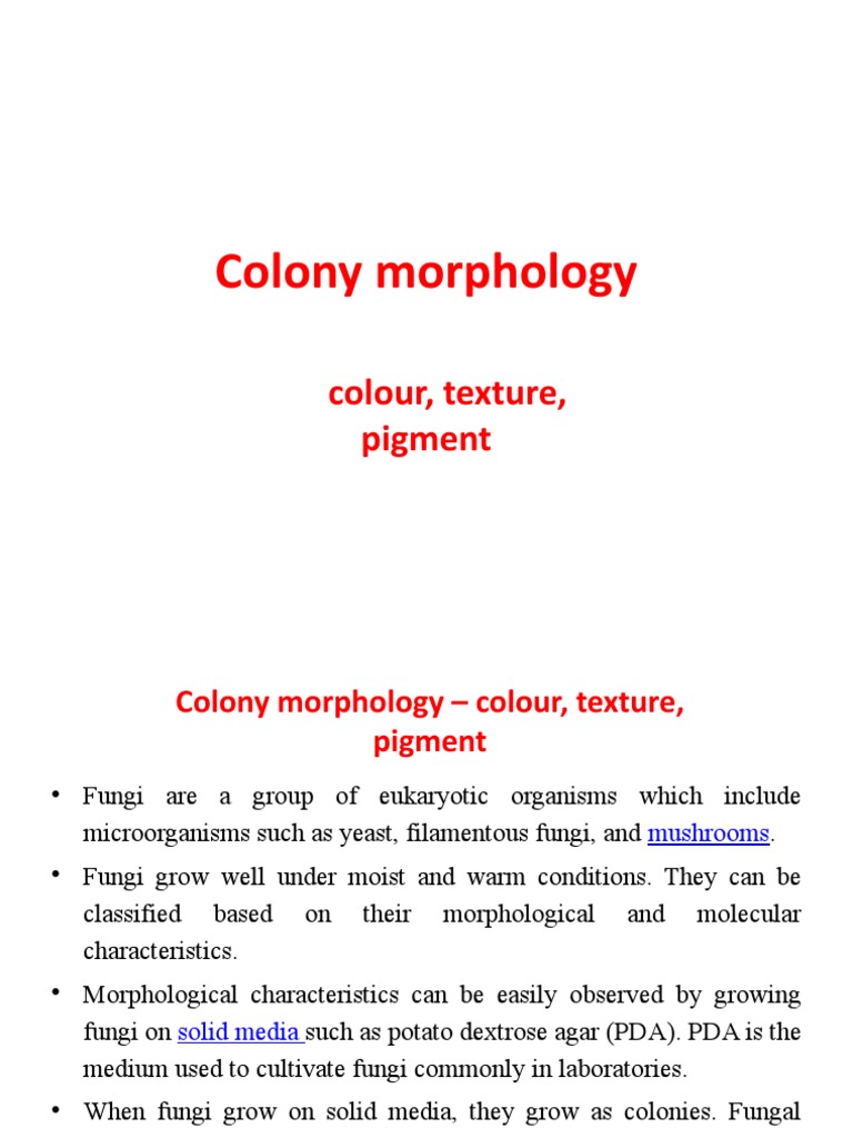 Colony Morphology - Colour, Texture | PDF