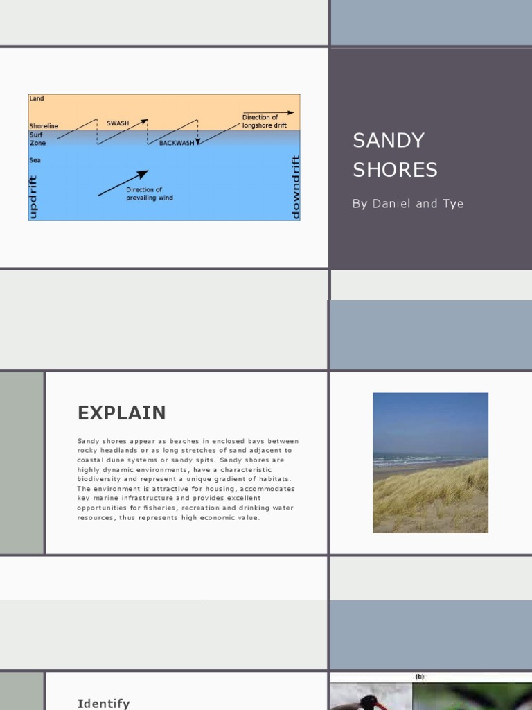 Sandy Shores Ecosystem Overview | PDF