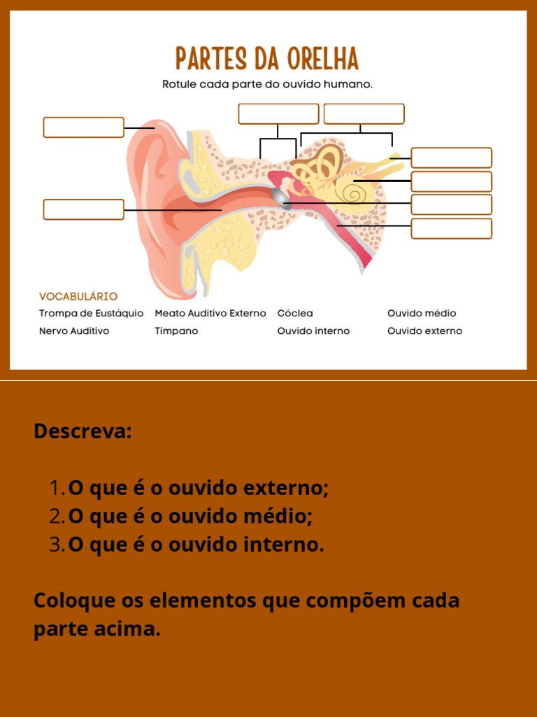 Atividade Anatomia Orelha e Olho | PDF