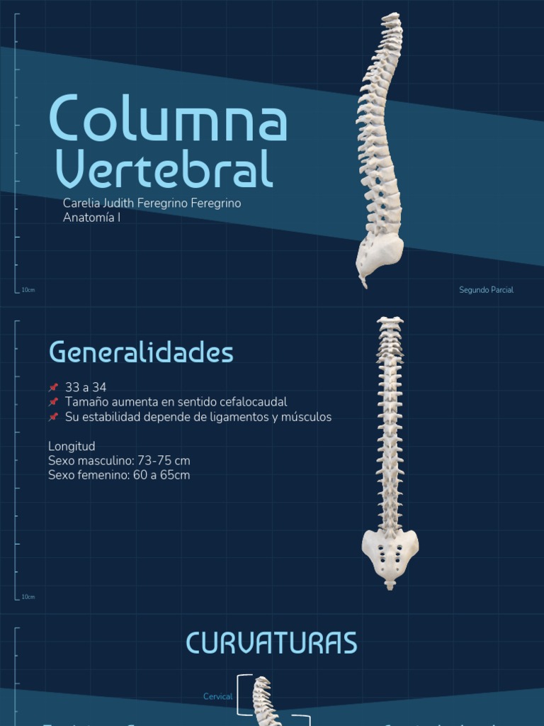 Anatomía de la Columna Vertebral | PDF | Vértebra | Sistema esquelético