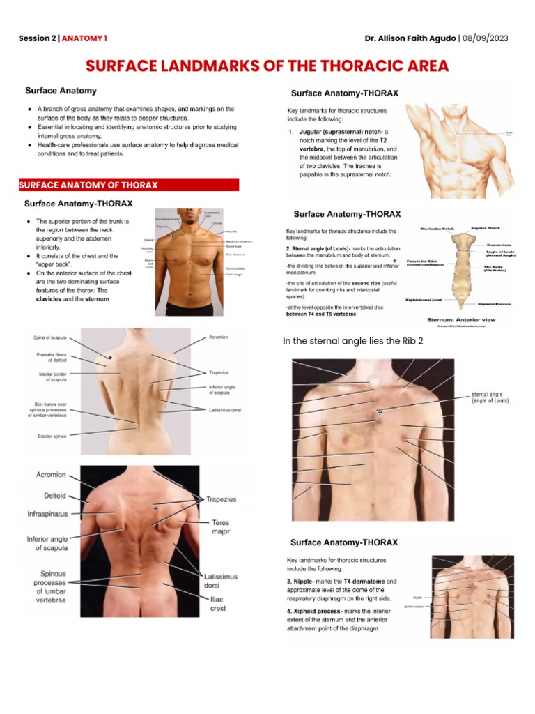 2 - Anatomy | PDF
