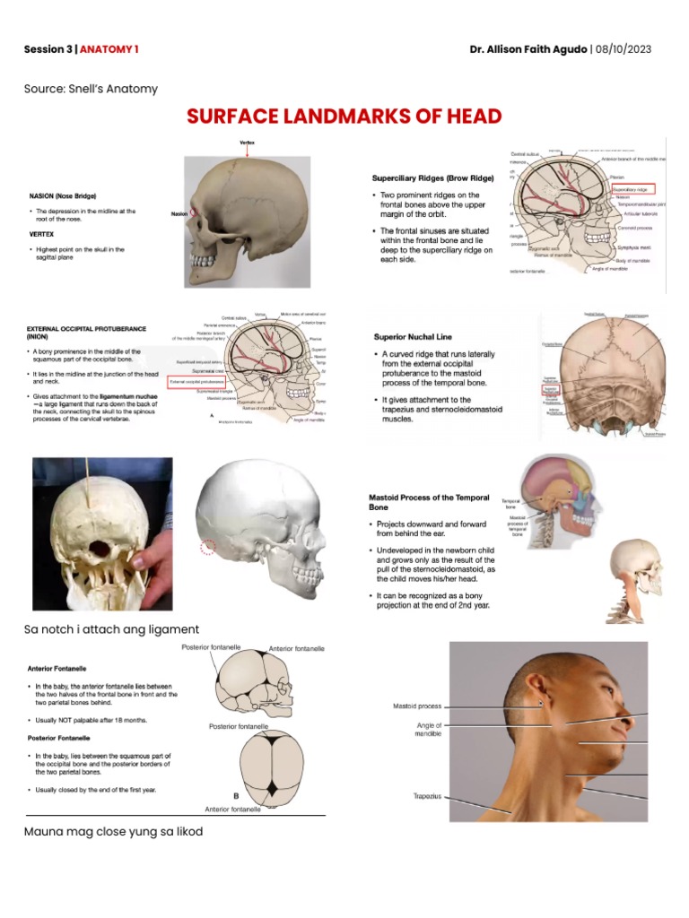 3 - ANATOMY (Head and Neck Surface Landmarks) | PDF