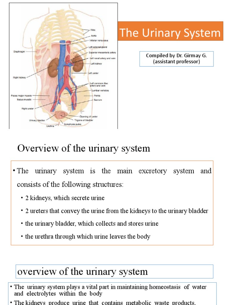 Overview of the Urinary System | PDF | Kidney | Pelvis
