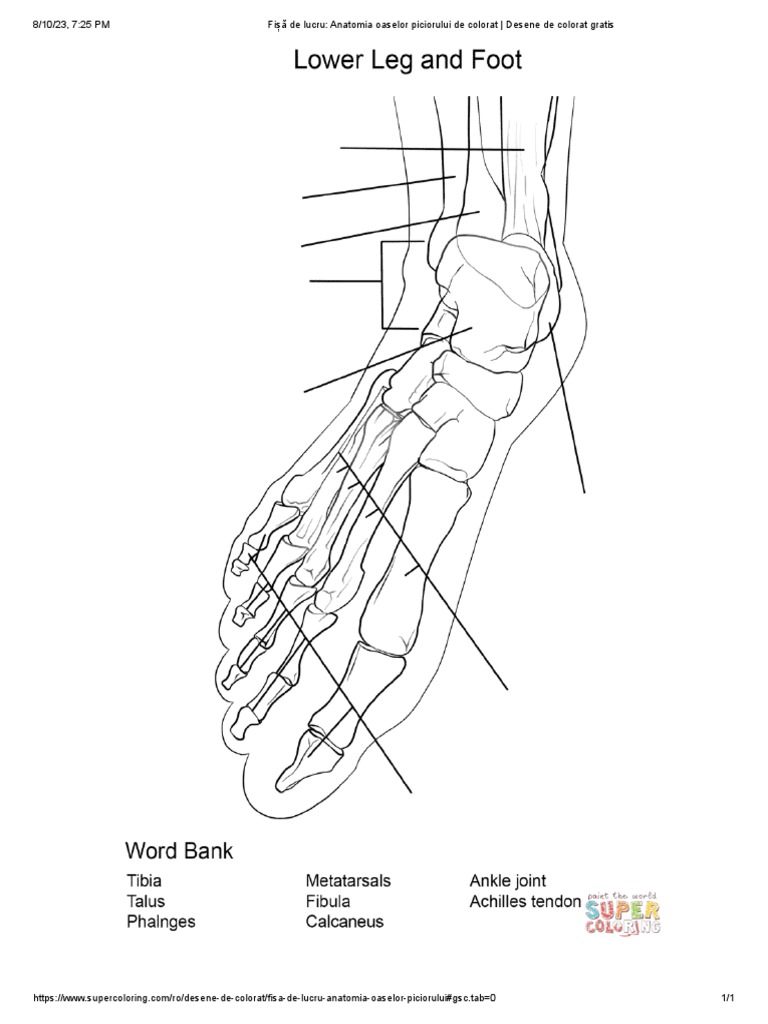 Fișă de Lucru - Anatomia Oaselor Piciorului de Colorat - Desene de ...