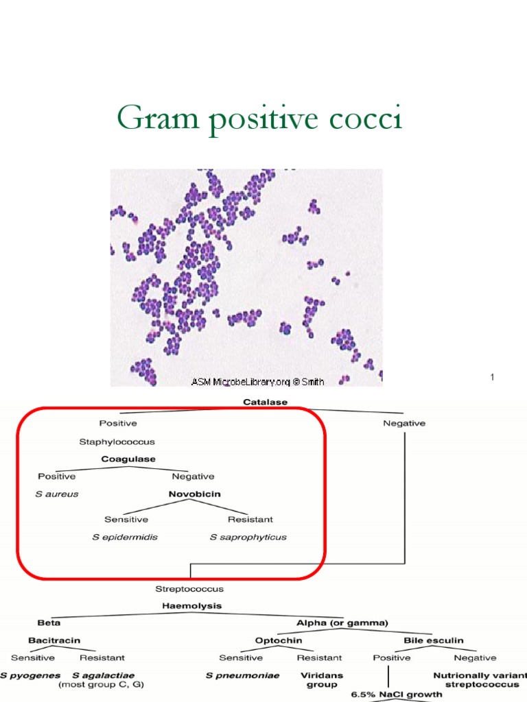 Gram Positive Cocci Staphylococci | PDF | Staphylococcus ...