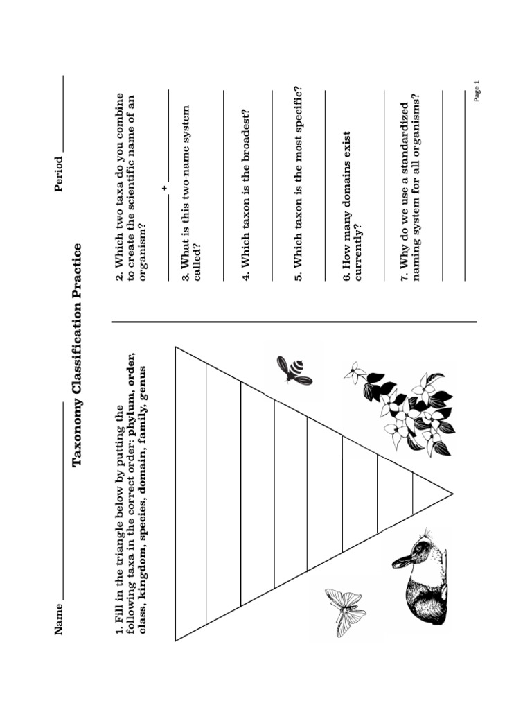 Classification Notes | PDF
