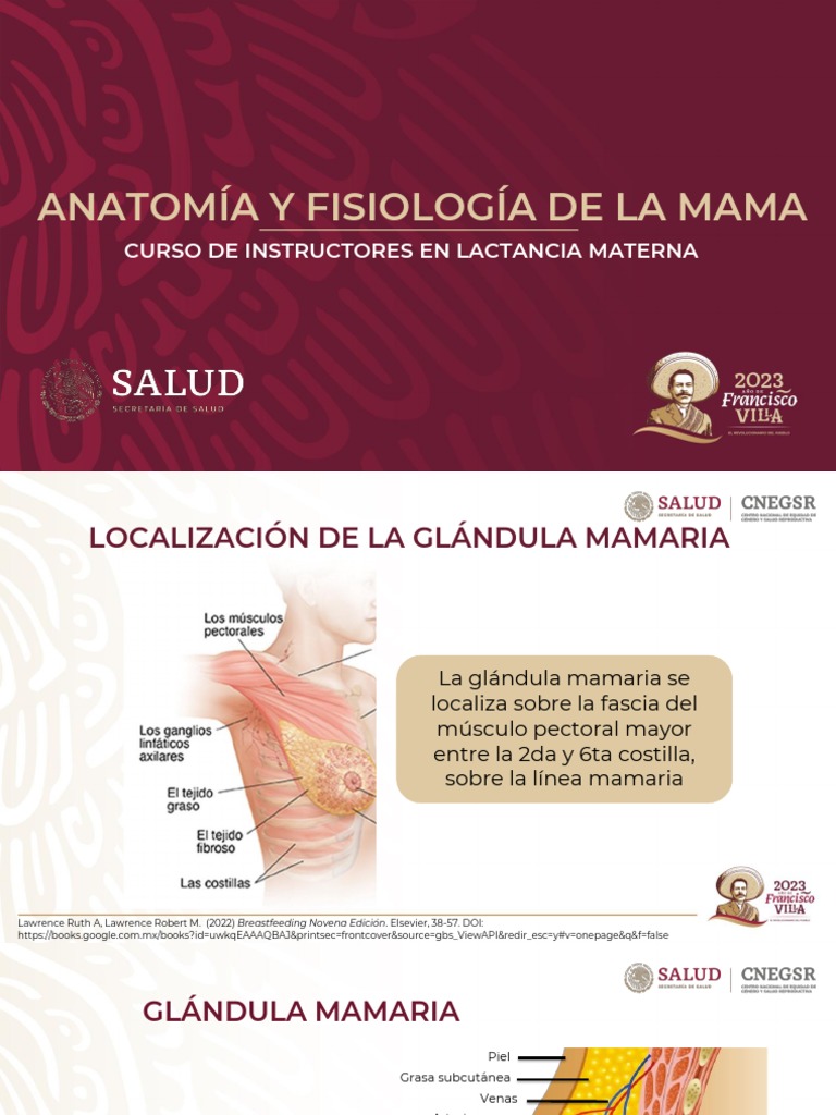 Anatomía y Fisiología de La Mama | PDF