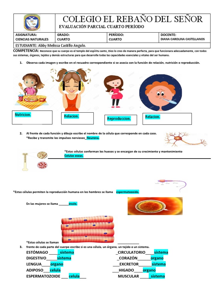 Evaluación Parcial Cuarto Ciencias Naturales 2021 | PDF | Hueso ...