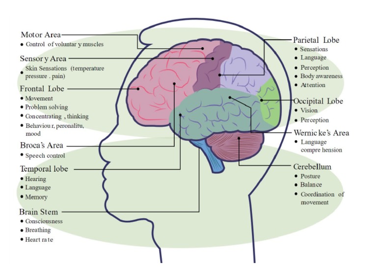 Localisation of Function in The Brain | PDF