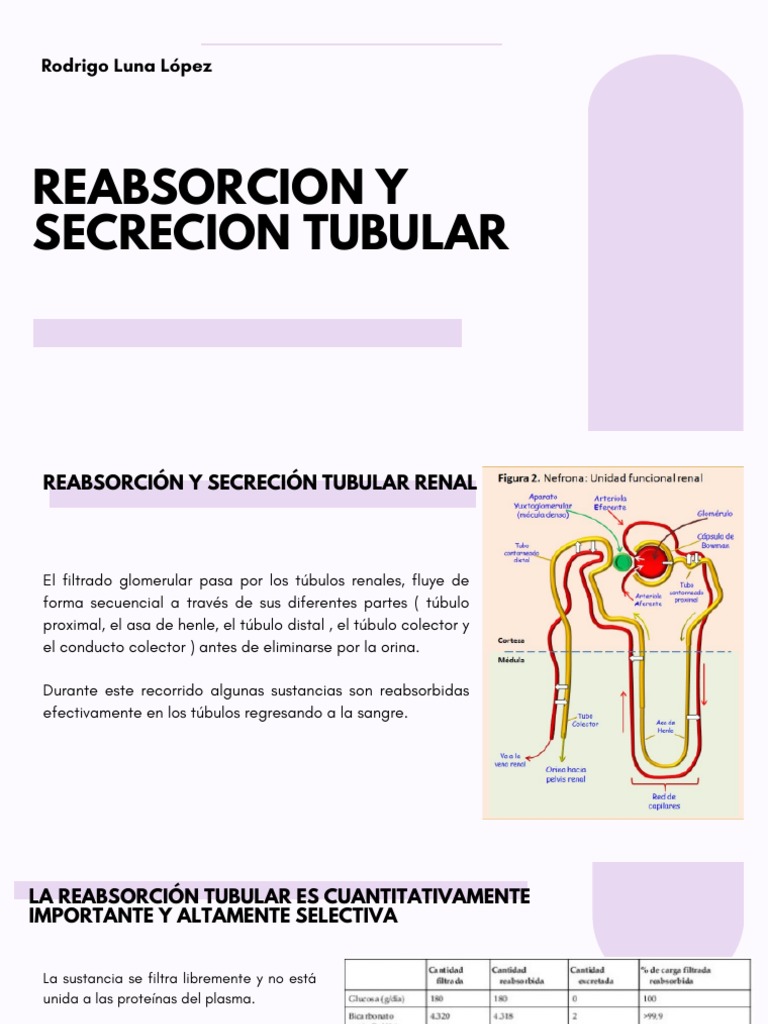 Cap 28 - REABSORCION Y SECRECION TUBULAR | PDF | Riñón | Química