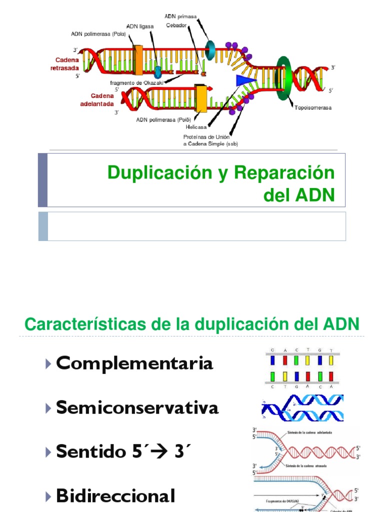 Duplicación Del ADN | PDF