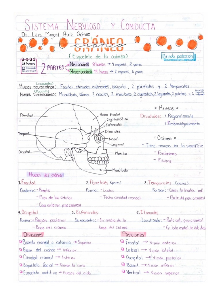 Resumen Craneo (Neurocraneo) | PDF