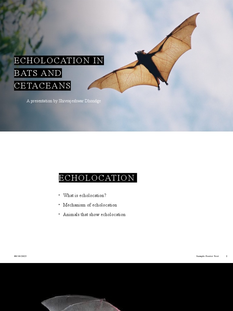 Echolocation in animals project ppt | PDF