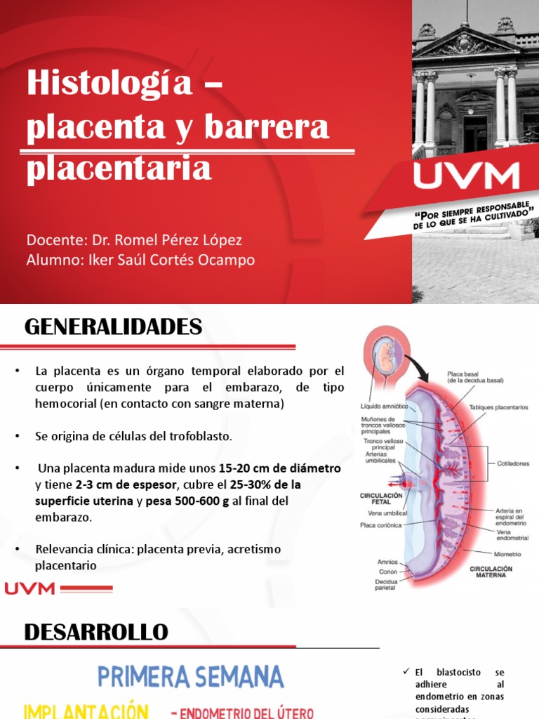 Histología Placenta y Barrera Placentaria | PDF | Placenta | Morfología (biología)