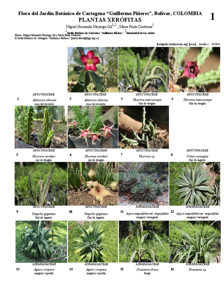 Lista De Plantas Xerofitas