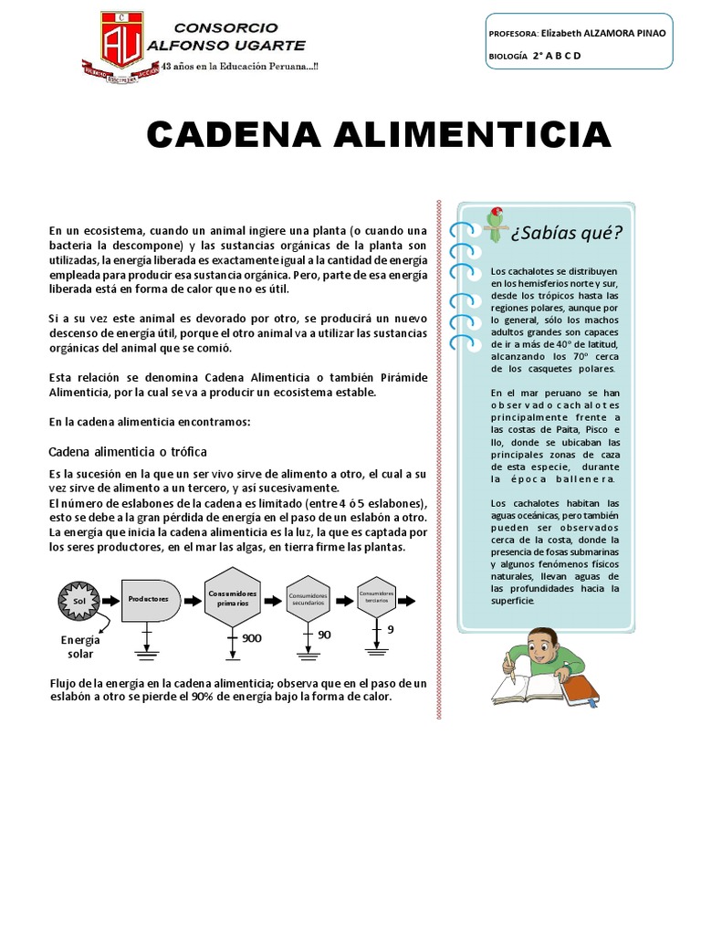 Cadena-Alimenticia 2°. | PDF | Ciencia y matemáticas