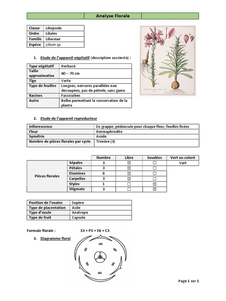Analyse Florale - Lys | PDF