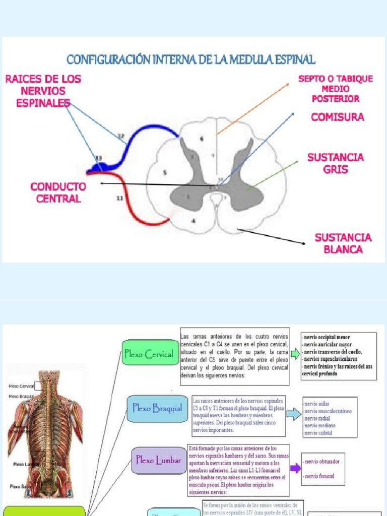 Medula Espinal | PDF