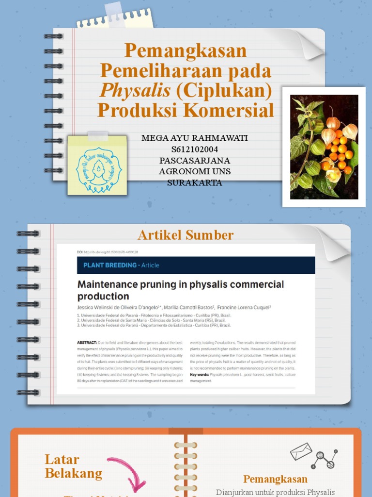 Mega Ayu R - HORTI - Physalis | PDF