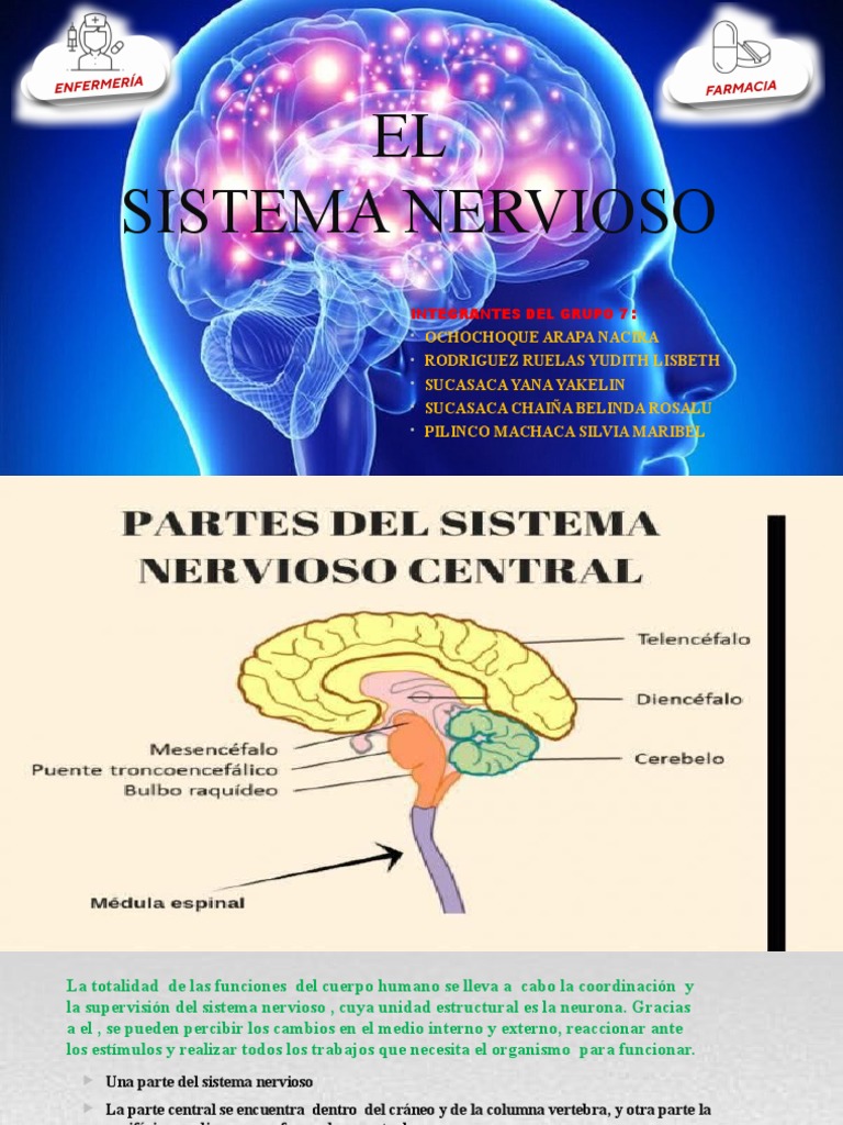 Sistema Nervioso | PDF | Sistema nervioso | Cerebro