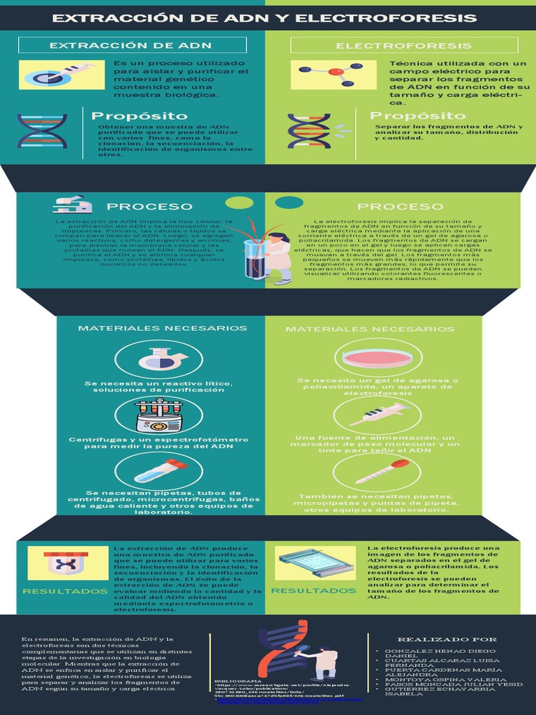 Infografia | PDF | Adn | Electroforesis