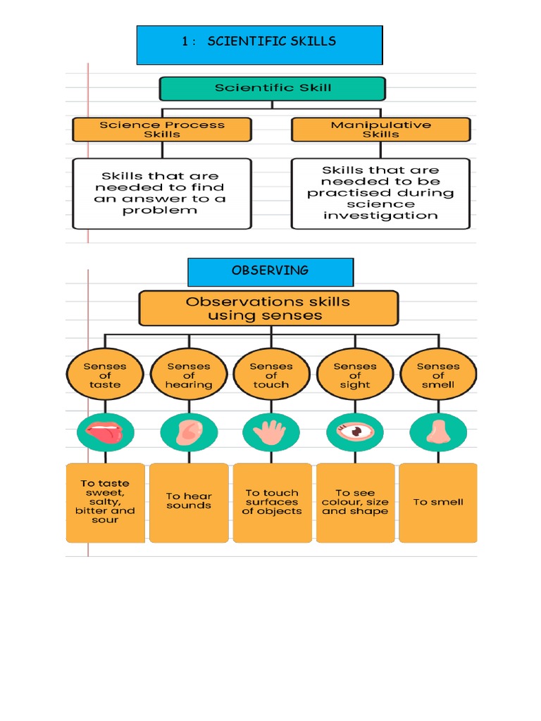 Year 3 Science: Teeth and Diet | PDF