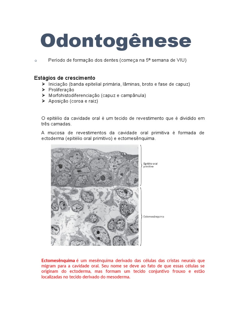 odontogênese | PDF